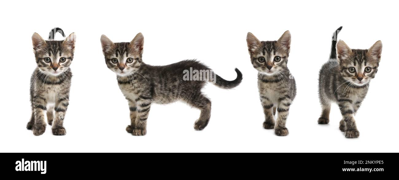 Adorable tabby kittens on white background, collage. Banner design ...