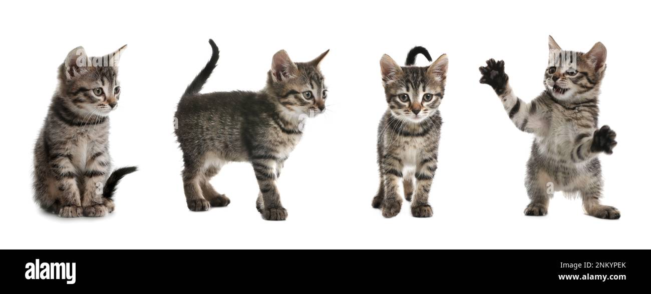 Adorable tabby kittens on white background, collage. Banner design ...