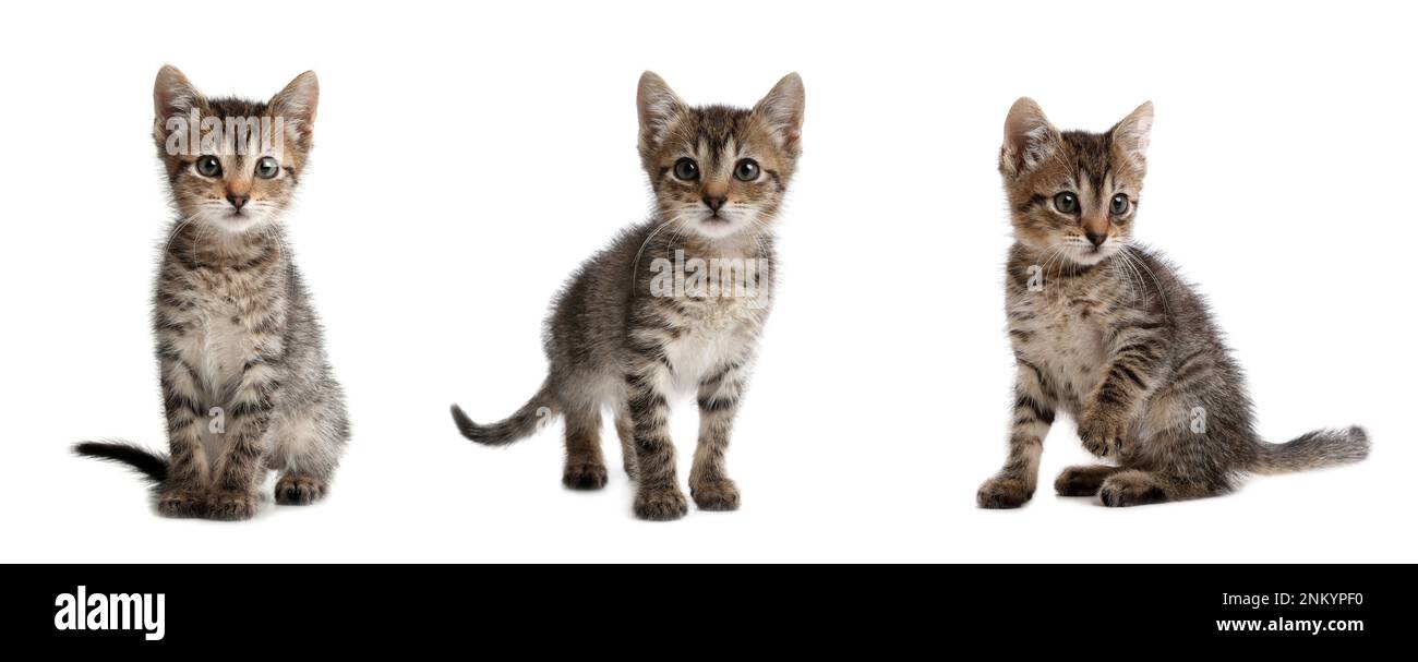 Adorable tabby kittens on white background, collage. Banner design ...