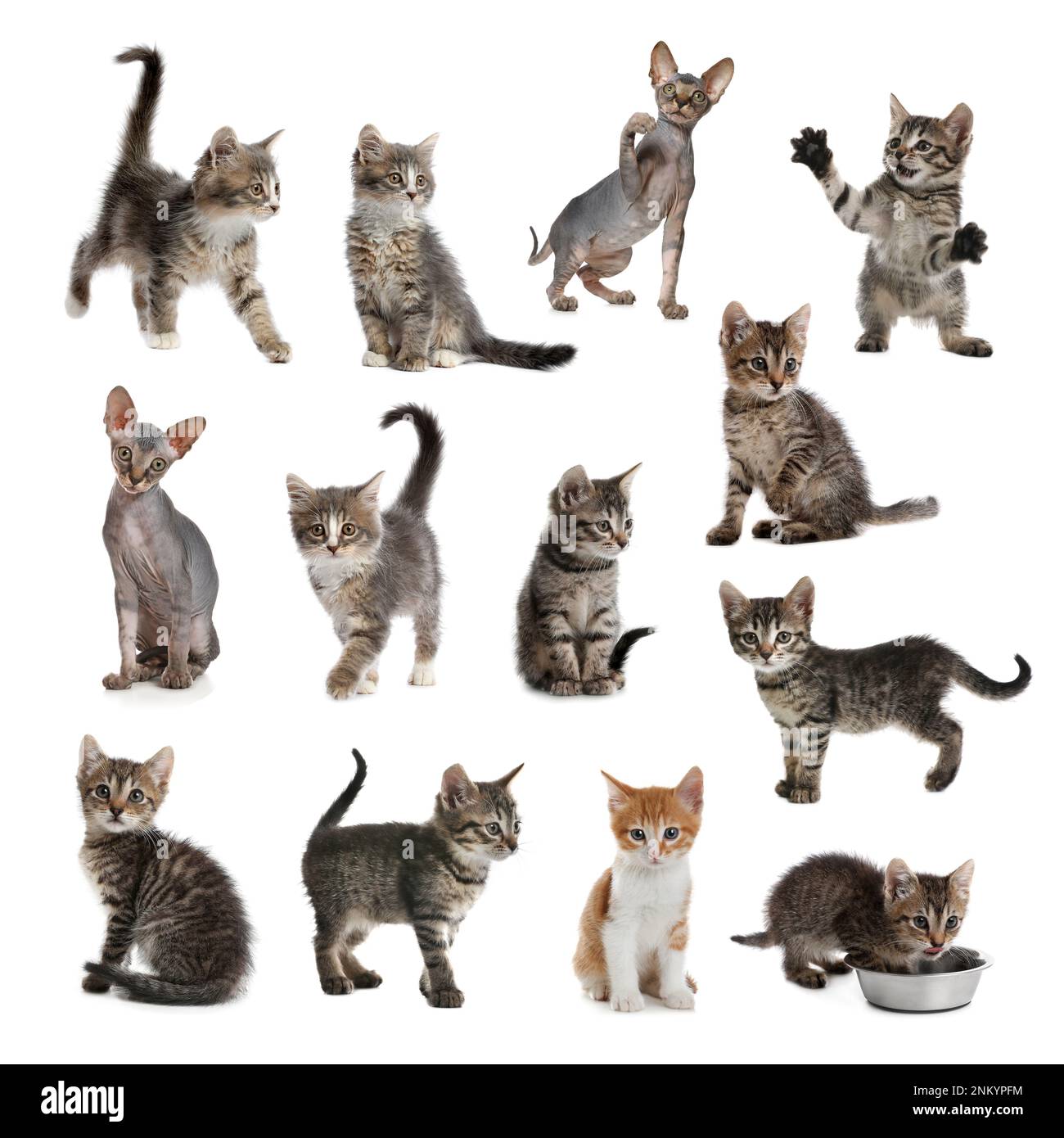 Different adorable kittens on white background, collage Stock Photo - Alamy