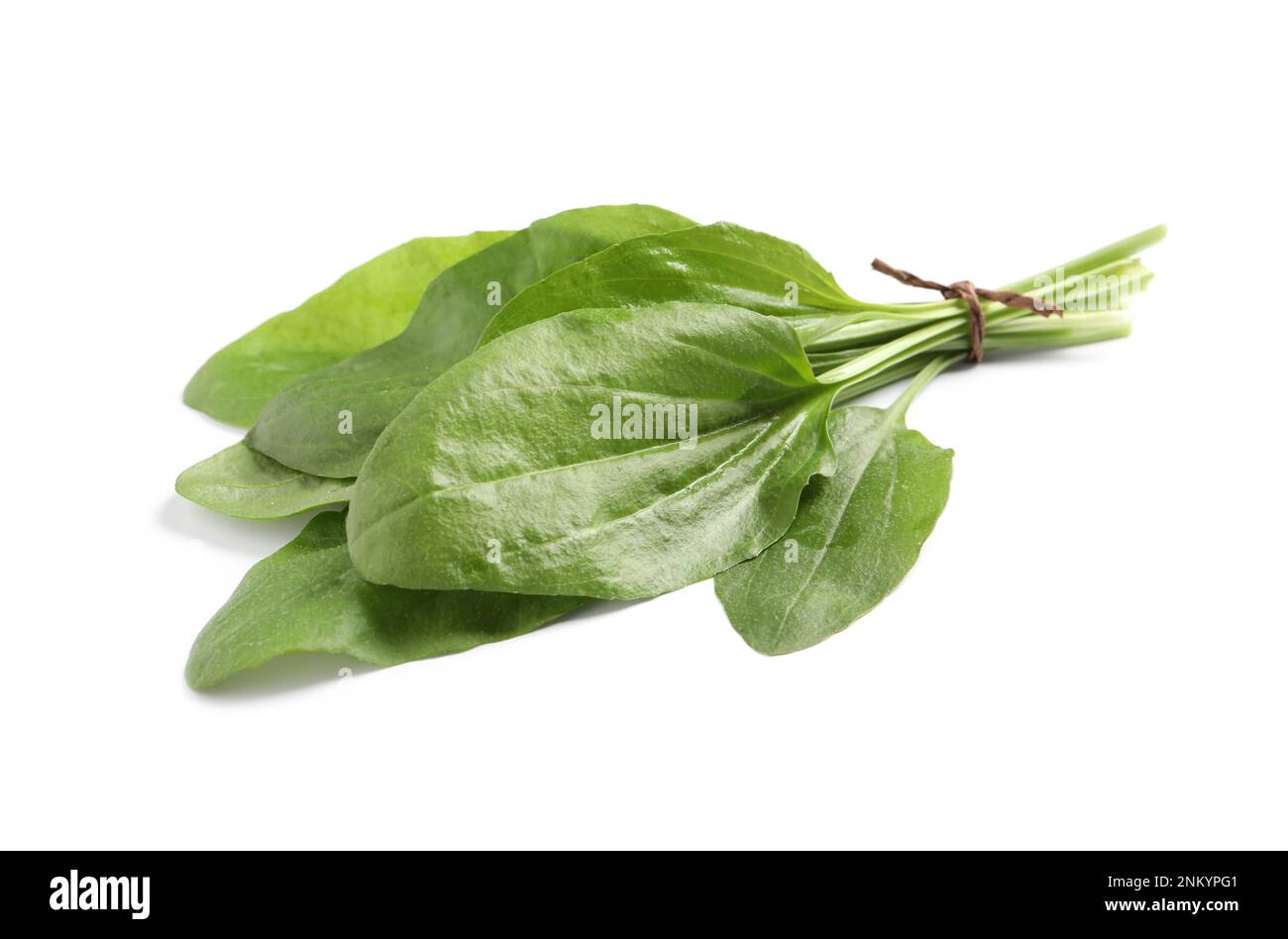Leaves of broadleaf plantain on white background. Medicinal herb Stock ...