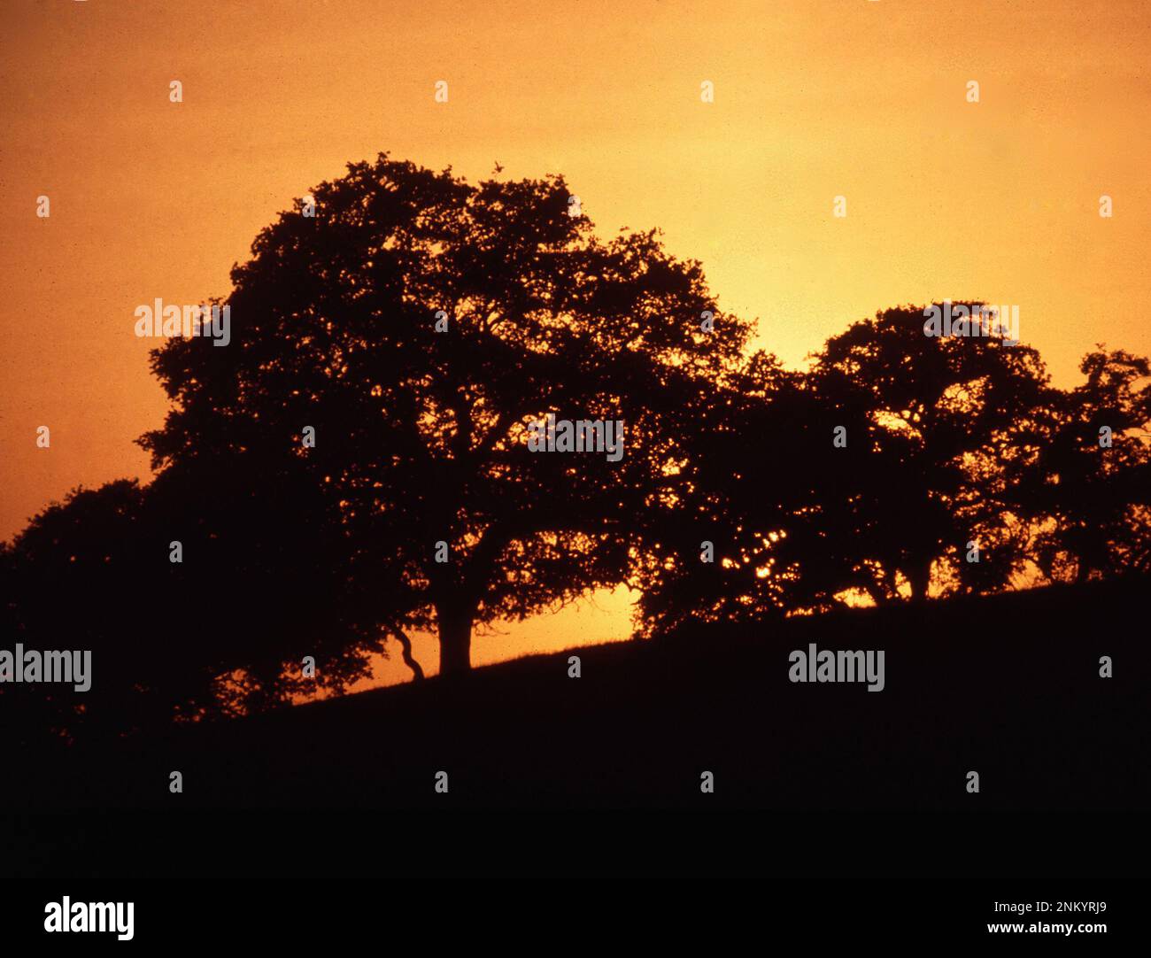 1970s United States: California--Sunset in the Sierra National Forest ...
