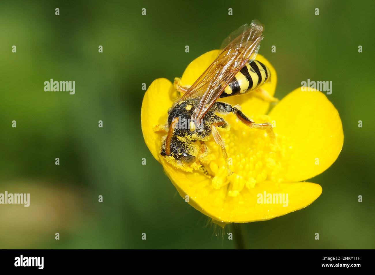 Natural closeup on a Marsham's nomad bee, Nomada marschamella in a ...