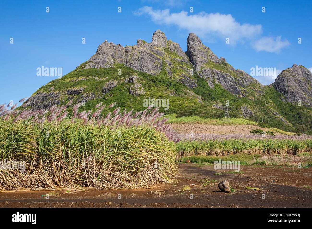 Flowering sugar cane against the sky, Moka district, Mauritius Stock ...