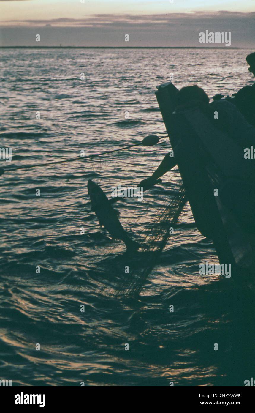1970s fishing archival gill net fishing hi-res stock photography and ... 1970s fishing archival gill net fishing hi-res stock photography and ...