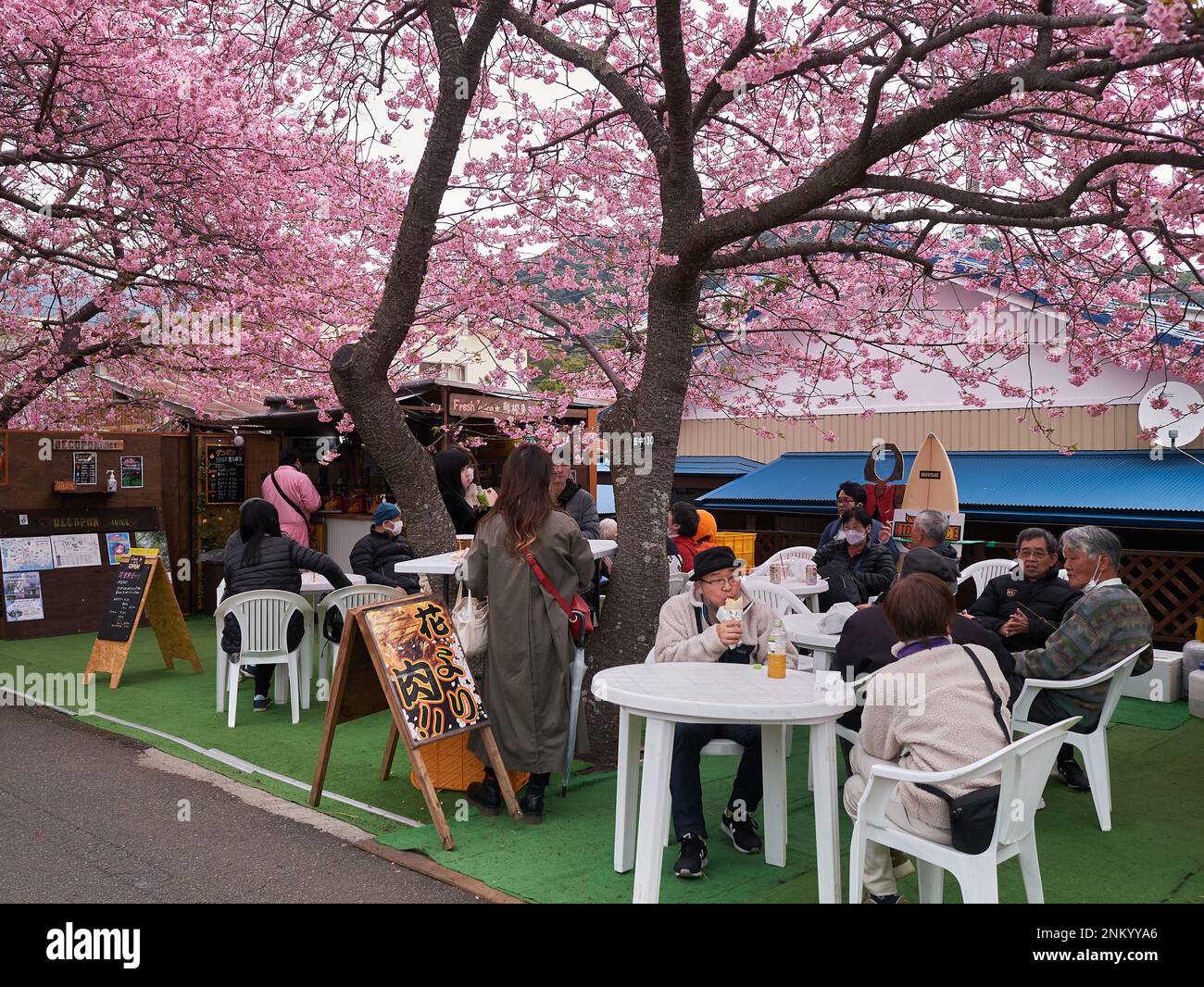 Kawazu, Japan. 24th Feb, 2023. People rest under early-blooming Kawazu ...