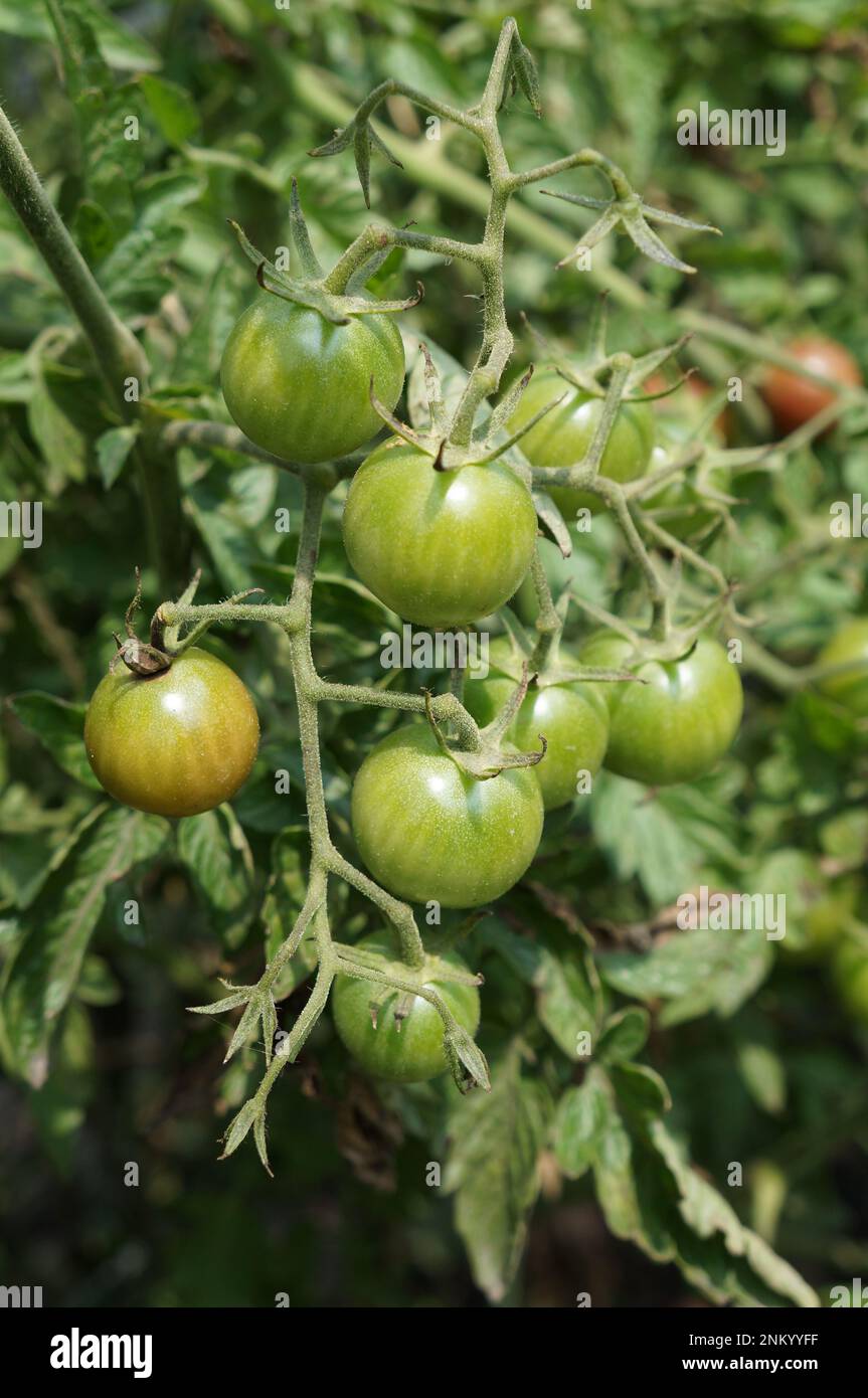 Rounded and green unripe cherry tomatoes on the vine Stock Photo - Alamy