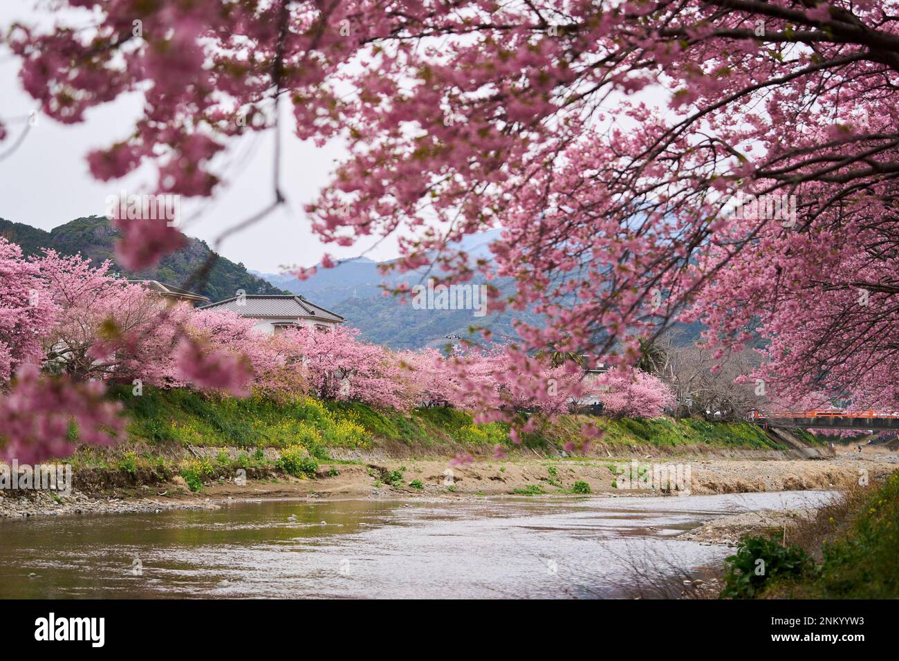 Kawazu, Japan. 24th Feb, 2023. This photo taken on Feb. 24, 2023 shows ...