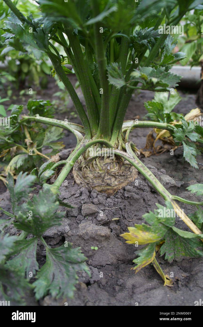 Celery as the ground hi-res stock photography and images - Alamy