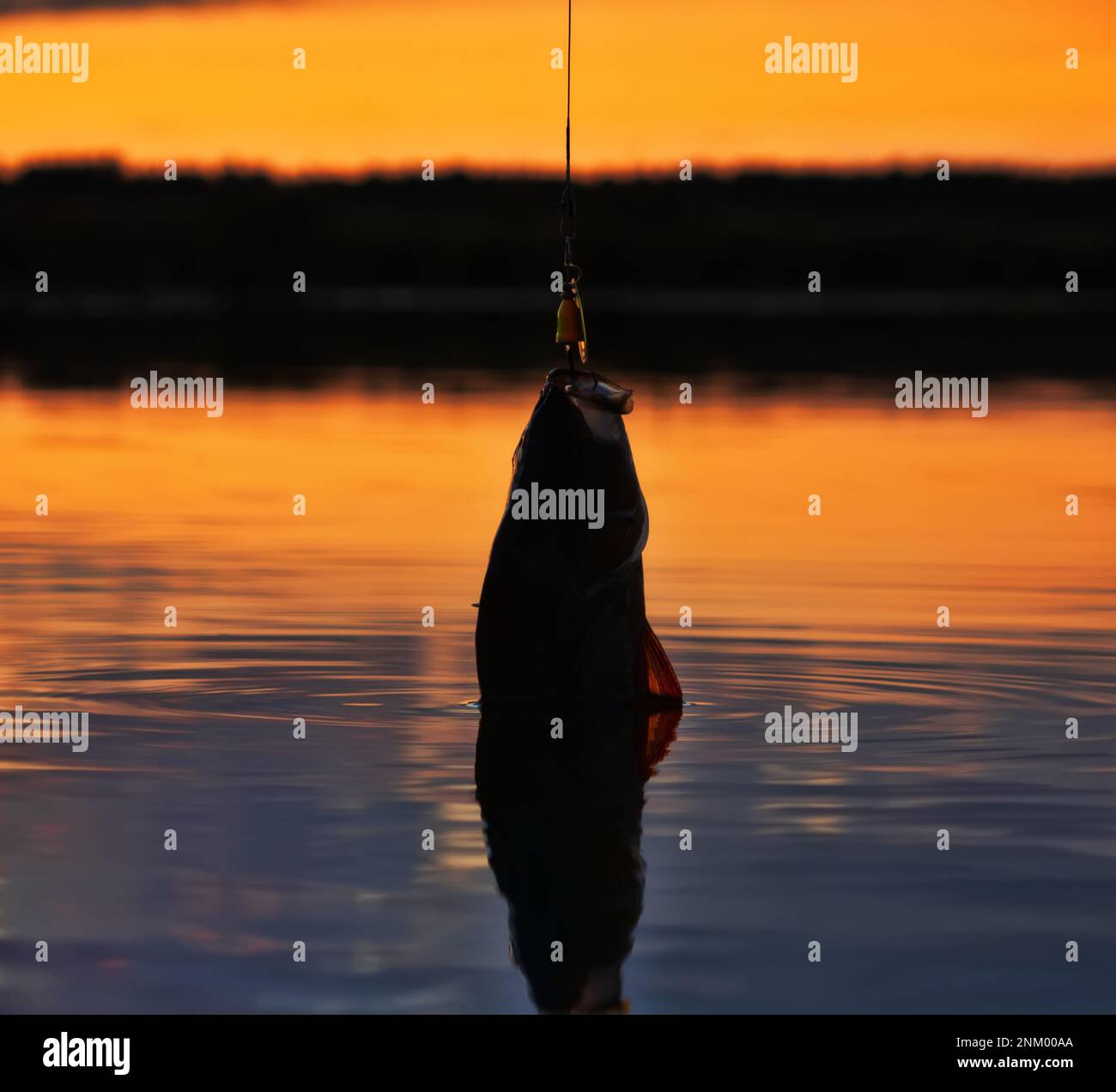 Fishing at sunset. Catching predatory fish on spinning. Sunset colors ...