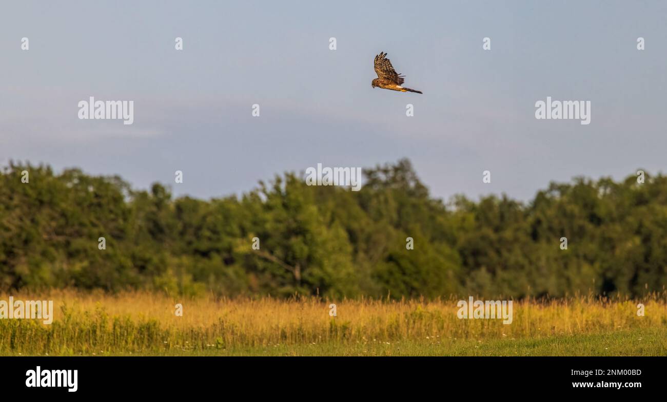 Female northern harrier hunting over a meadow in northern Wisconsin ...