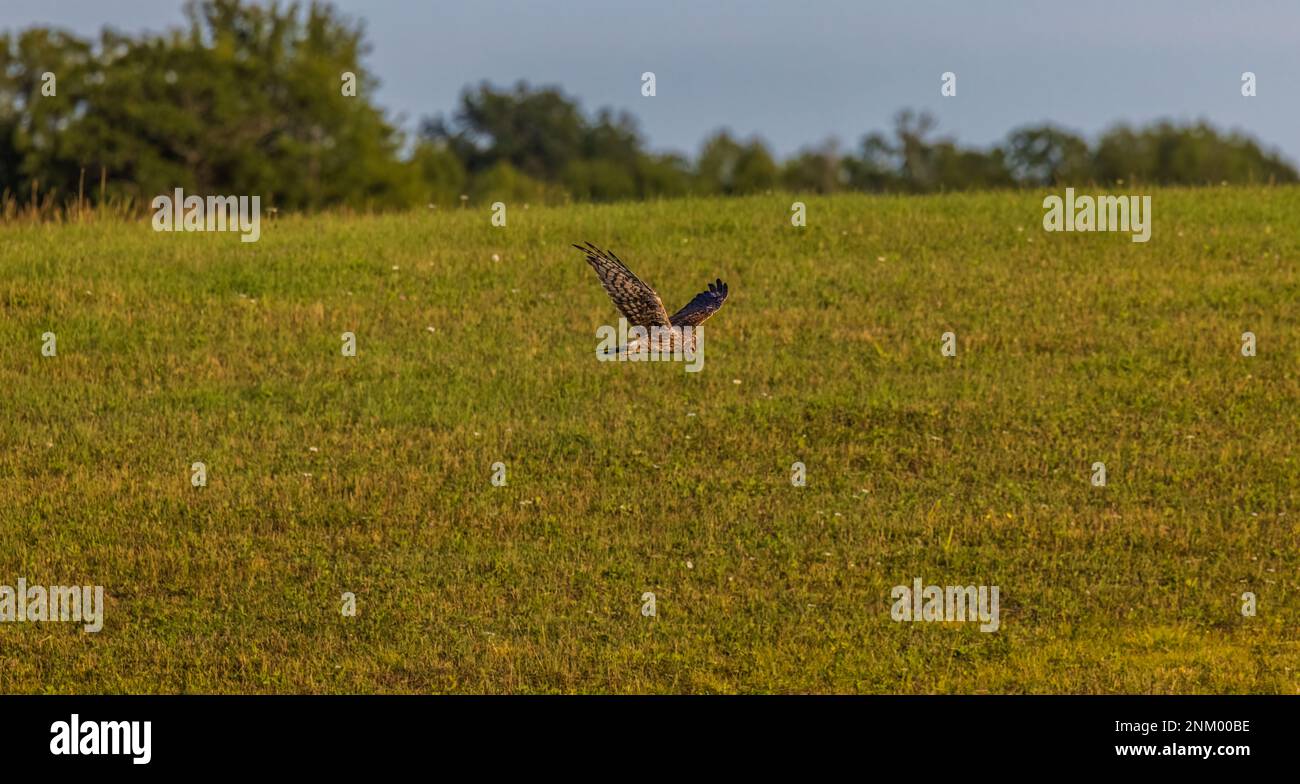 Female northern harrier hunting over a meadow in northern Wisconsin ...
