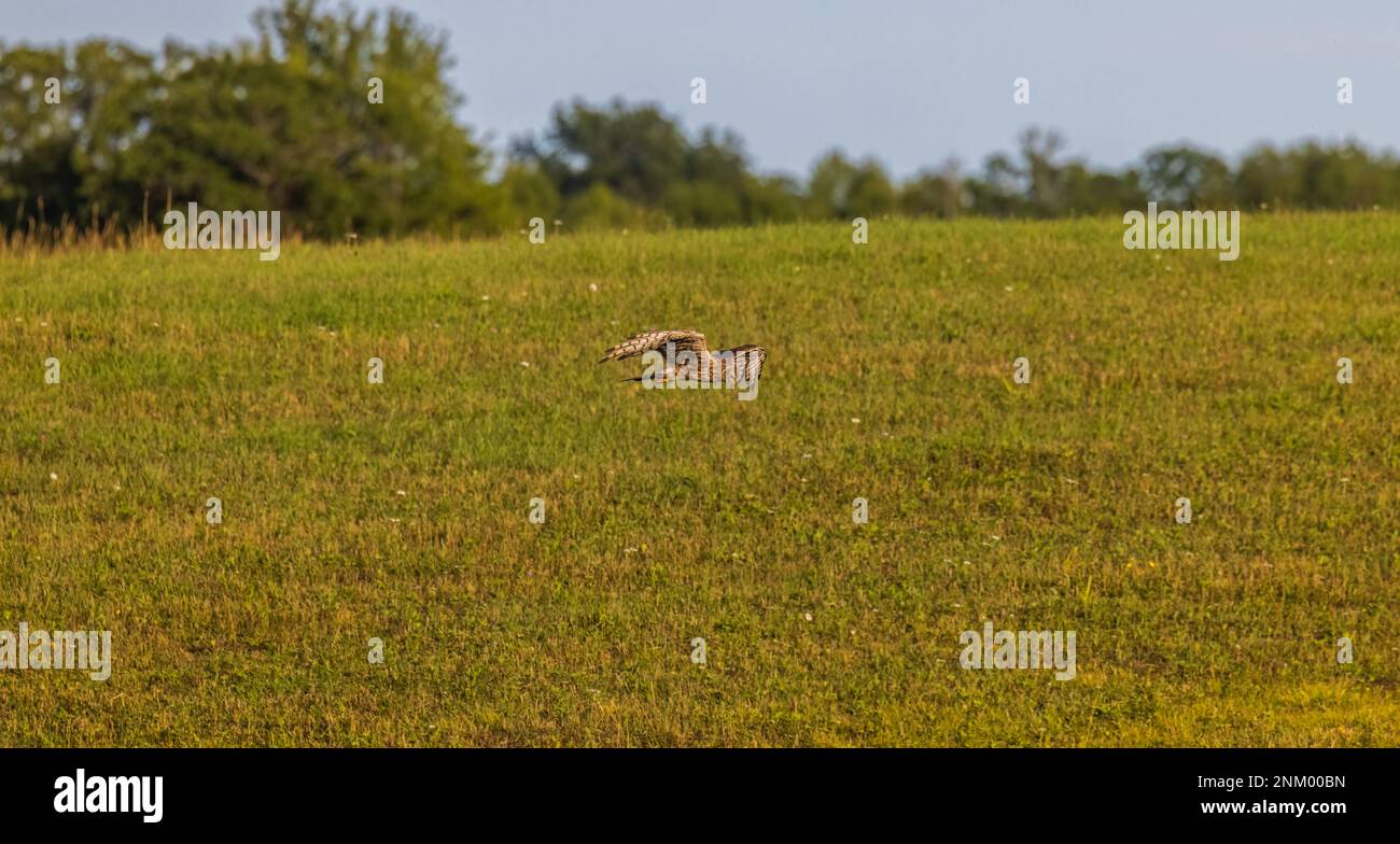 Female northern harrier hunting over a meadow in northern Wisconsin ...