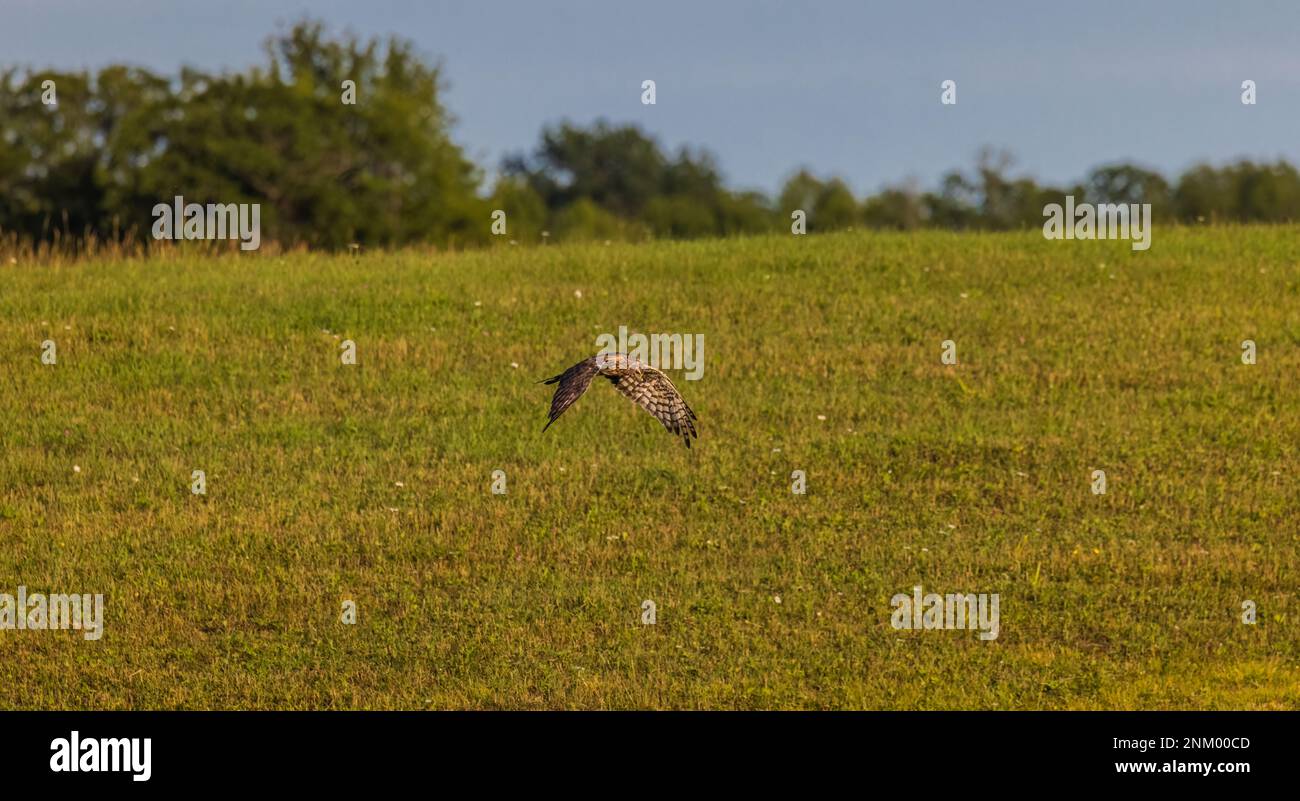 Female northern harrier hunting over a meadow in northern Wisconsin ...