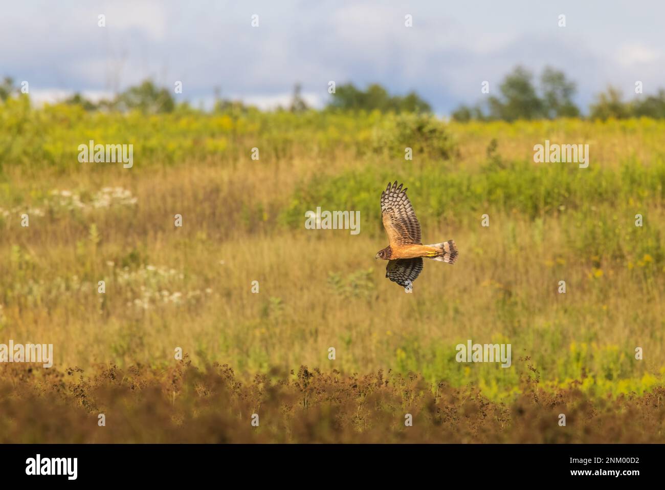 Female northern harrier hunting over a meadow in northern Wisconsin ...