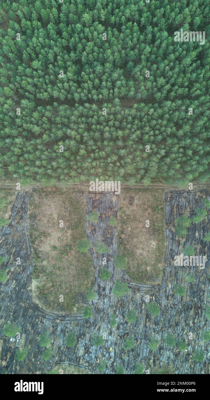 Aerial view above damaged nature at a deforestation area, drone top ...