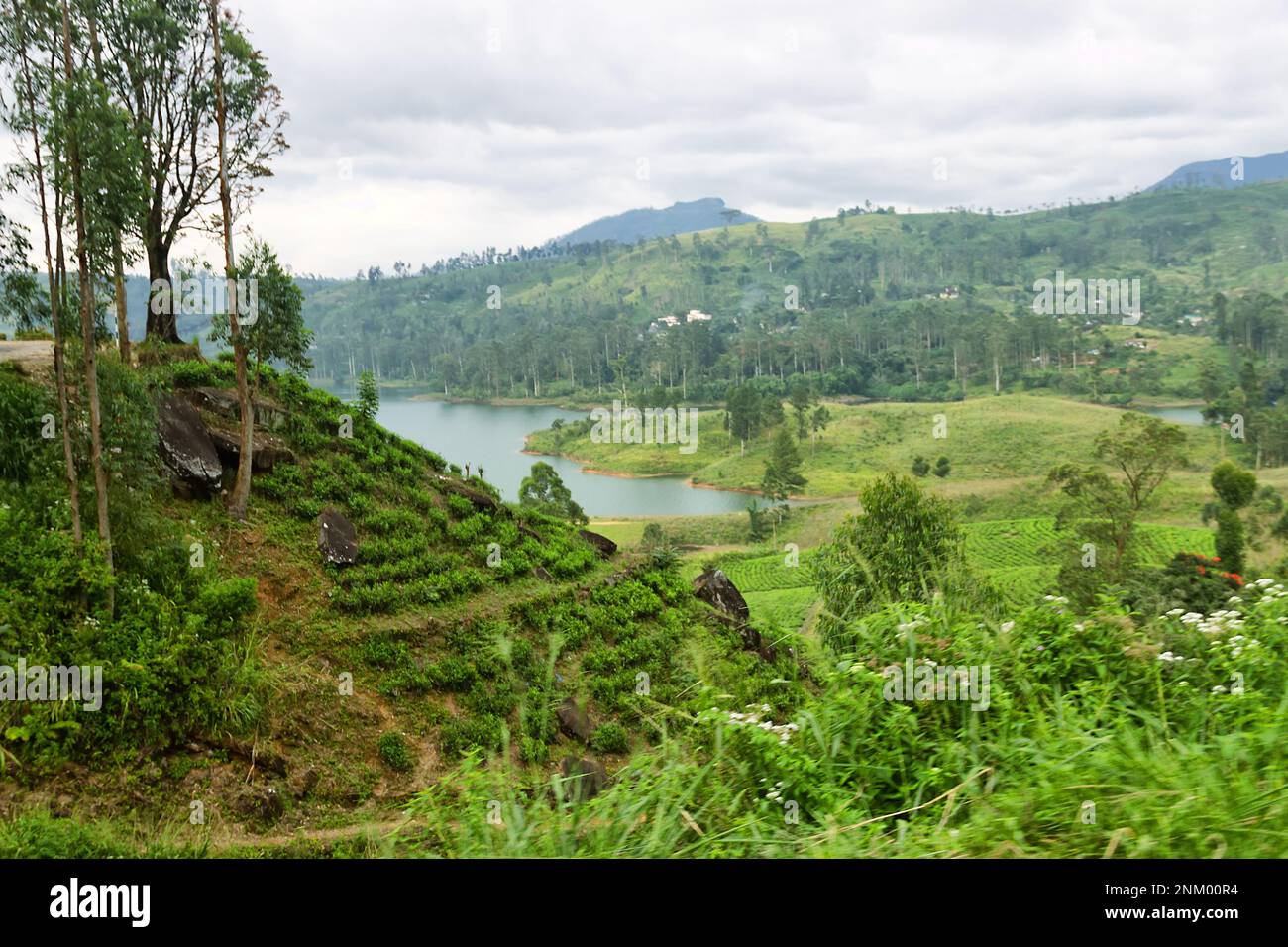 Scenic landscape of the Central plateau in Sri Lanka. Cloud forests (nephelohylea) and mountain ...