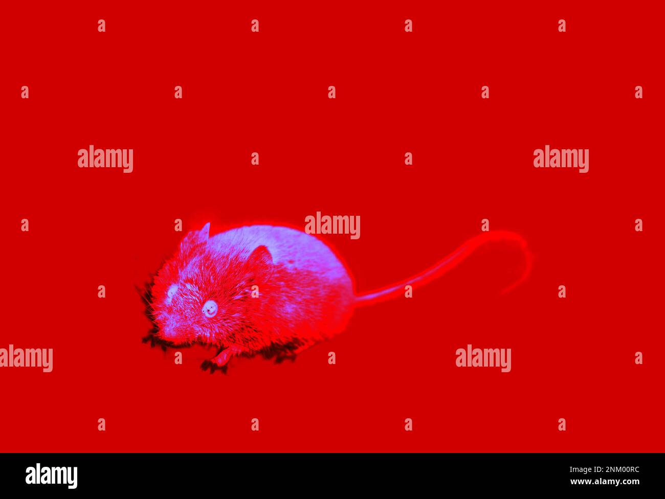 A gray mouse with big eyes in close-up. A wild animal has entered the ...