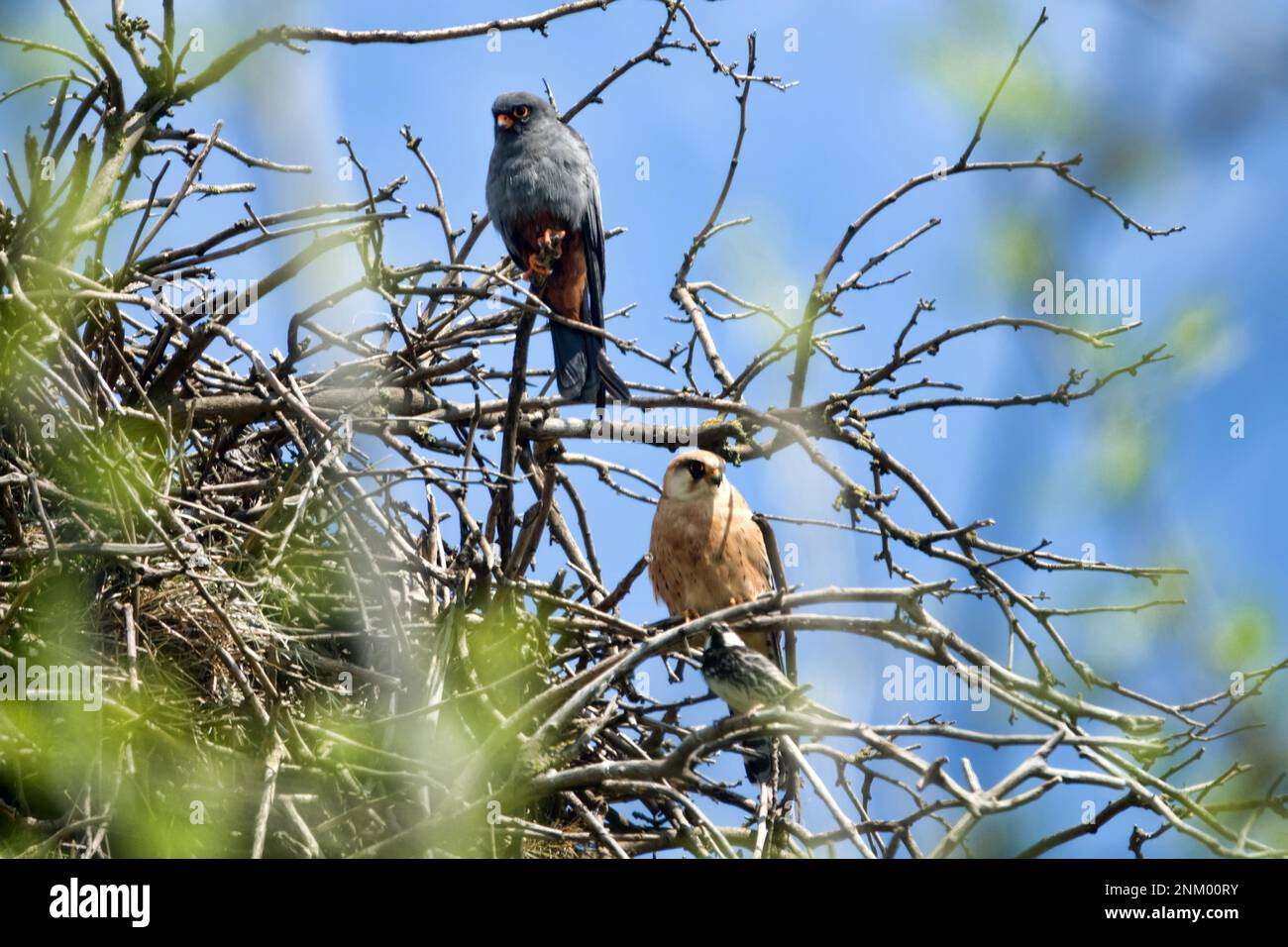 Red-footed falcon (Falco vespertinus) nesting in colony of rooks ...