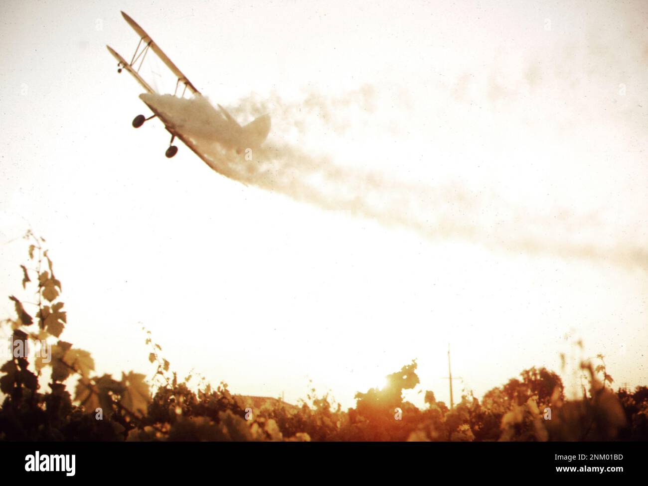 1970s United States: Crop duster sulfur-dusting of grape vines in ...