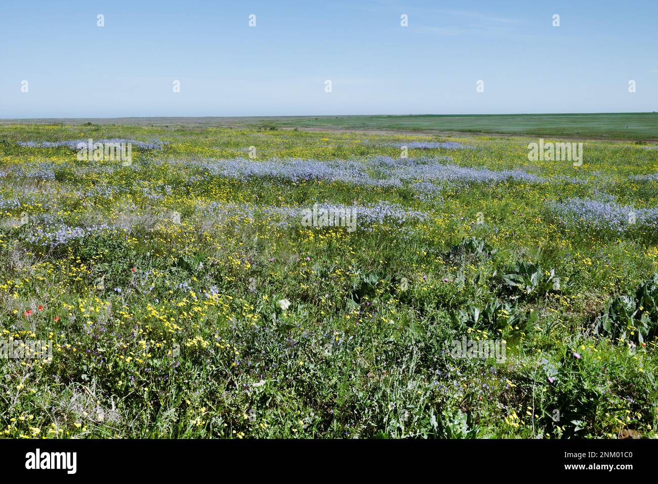 Anthropogenic succession. This section of the dry steppe was plowed 20 ...