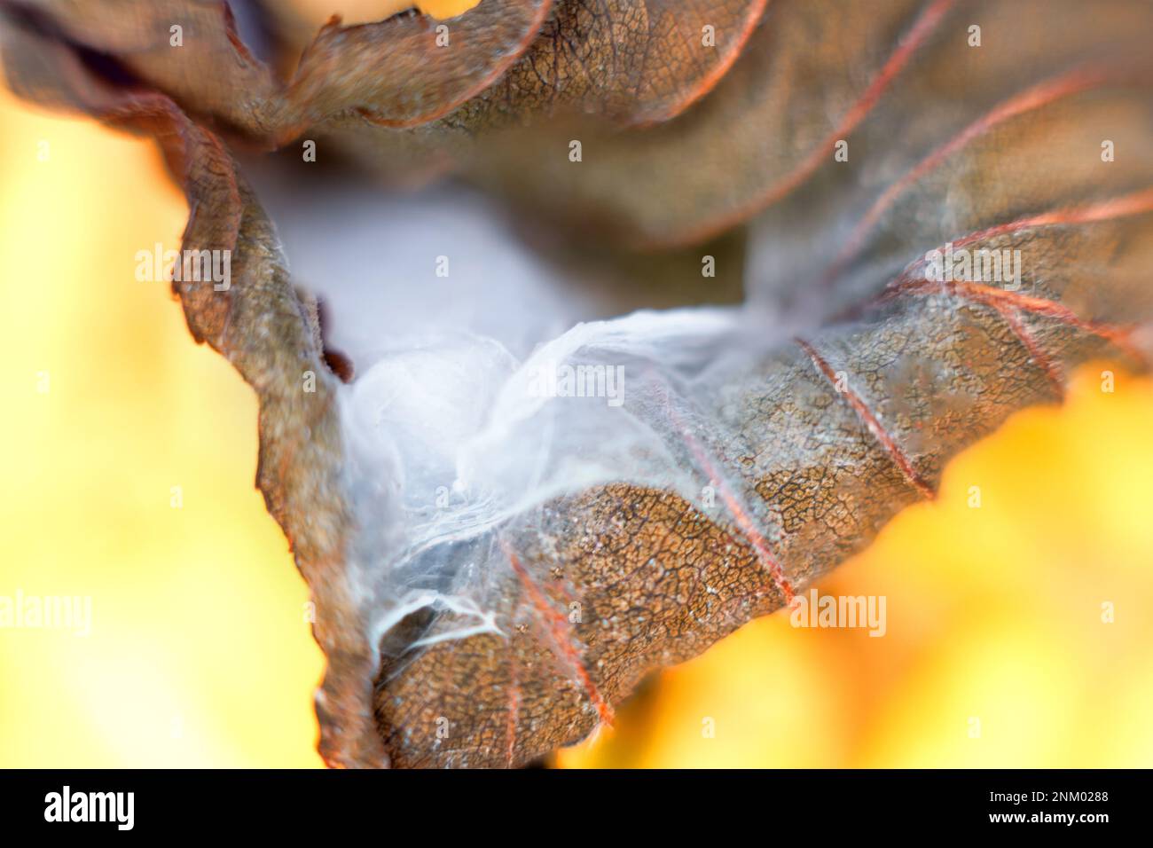 Shrivel shriveled hi-res stock photography and images - Alamy