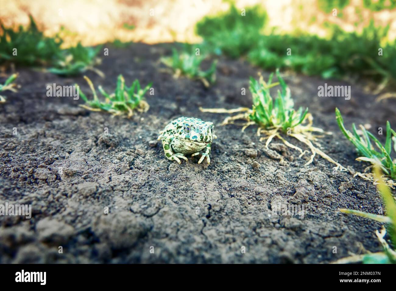 A young European green toad (Variable toad, Bufo viridis) on dry land ...