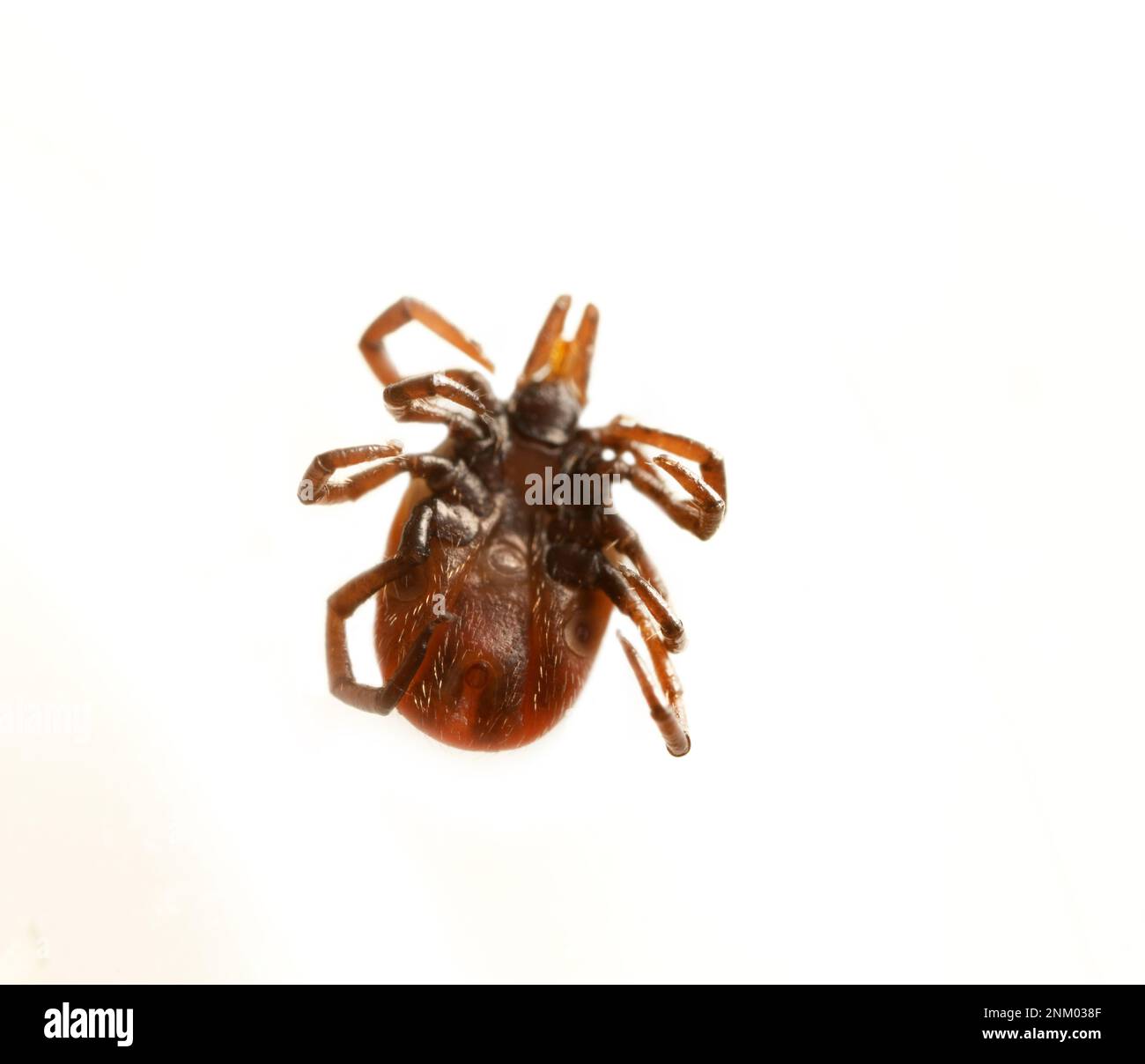 Ixodes tick (dog tick, Ixodes persulcatus) in active form, victim ...