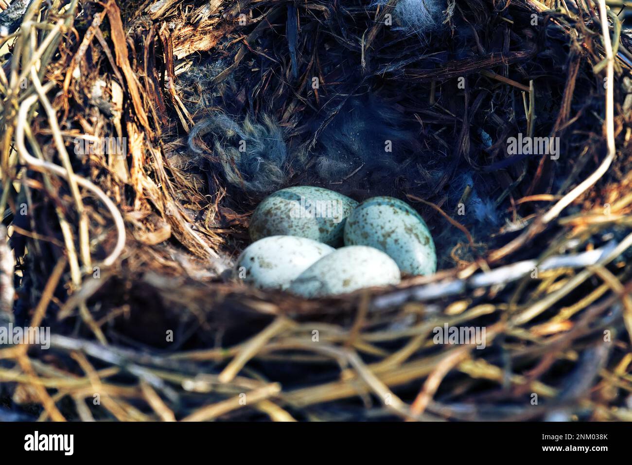 Nidology, study of birds nest. Hooded crow (Corvus cornix) nest. Clutch ...