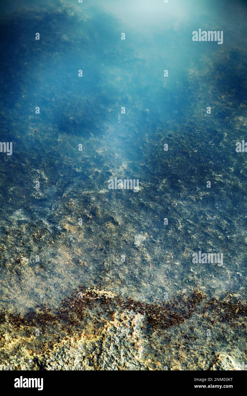Stagnant water bacteria hi-res stock photography and images - Alamy