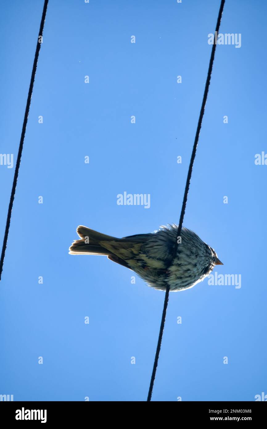 A low-key, gray modest bird. The male of common bunting (Emberiza ...