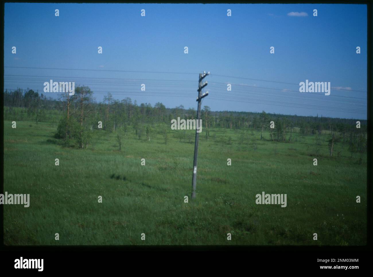 A marsh and dwarf forest south of Arkhangelsk, Russia, is depicted here ...