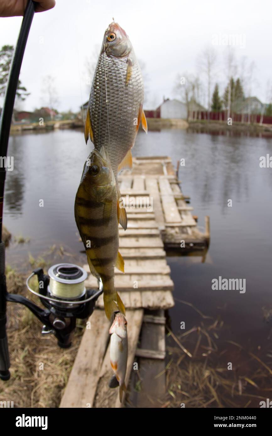 Village fishing - a joyful set. Two roaches and a perch were caught and ...
