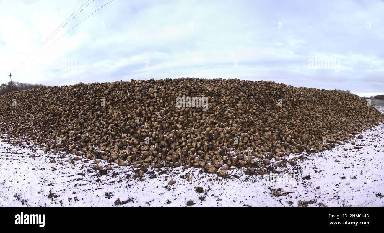 Bookmarks beet hi-res stock photography and images - Alamy