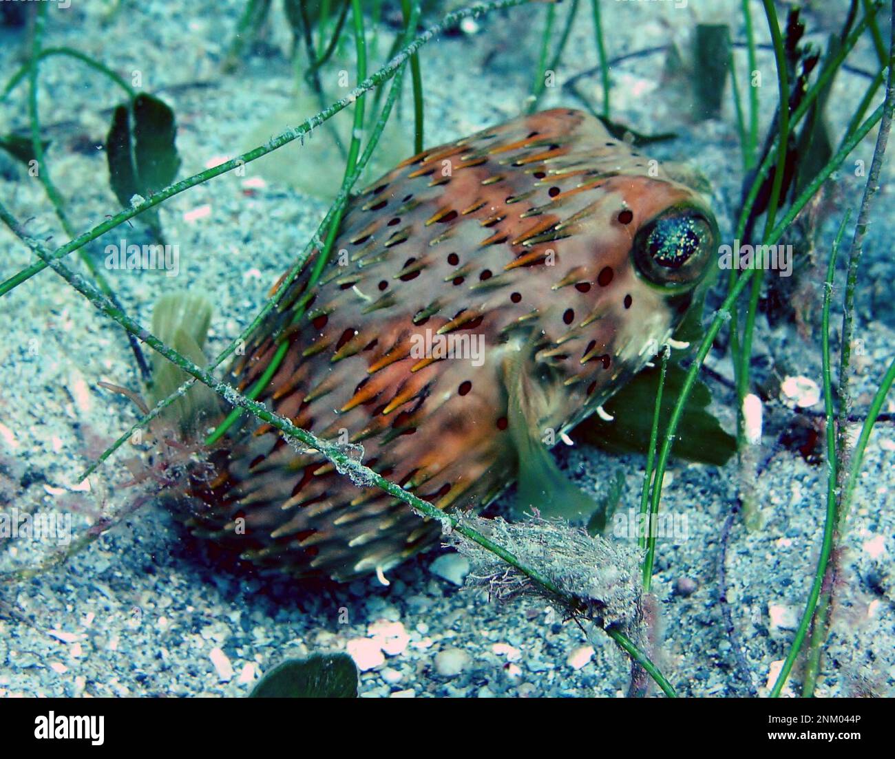 Long-spine porcupinefish (Diodon holocanthus) in La Parguera, Puerto ...