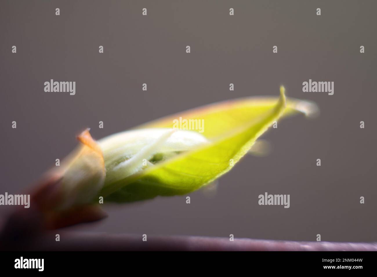 Spring awakening of the fruit bud (blossom bud) - buds shoot. Macro ...