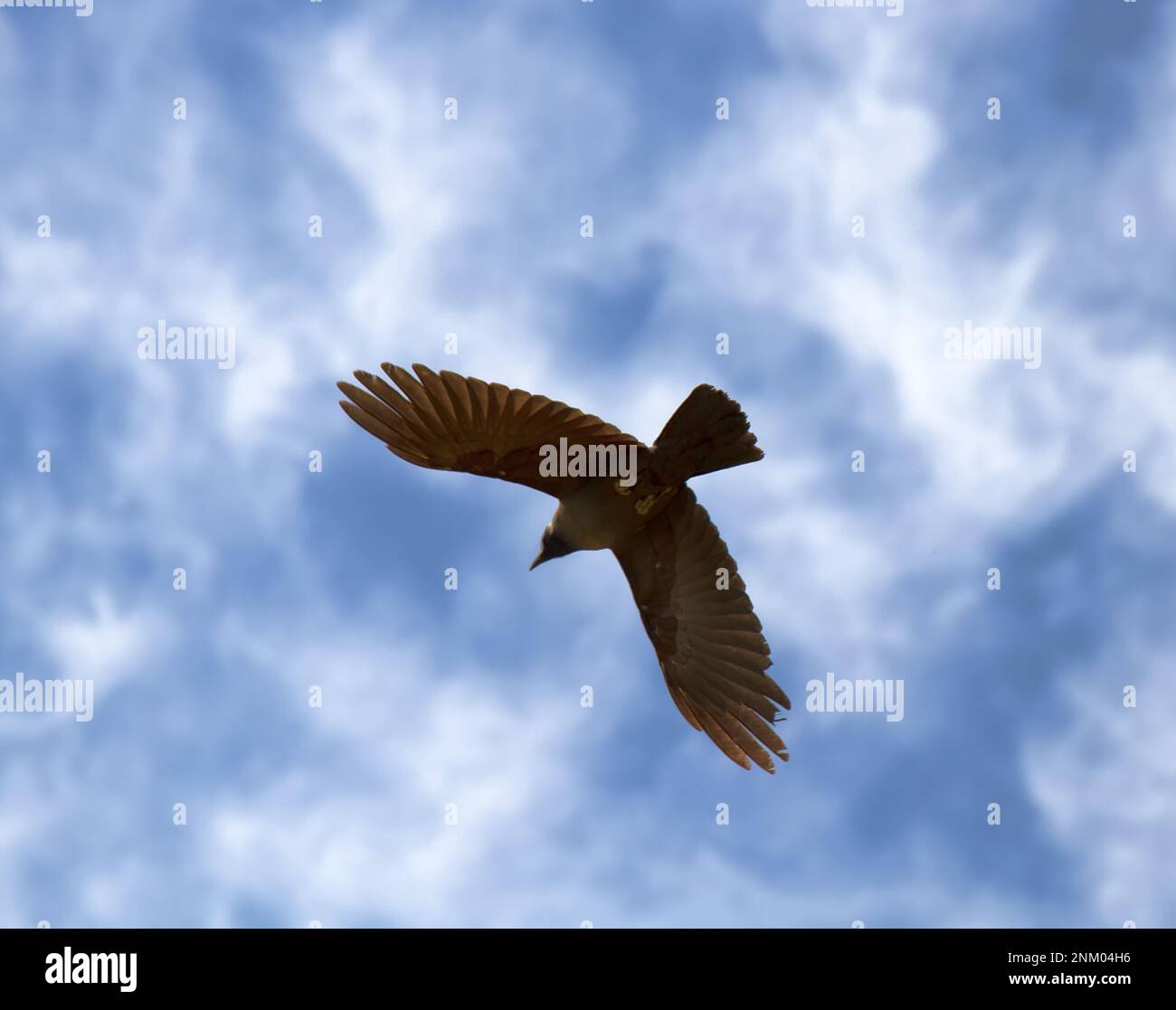 Indian Glossy Black Raven, House crow (Corvus splendens) in cities of ...