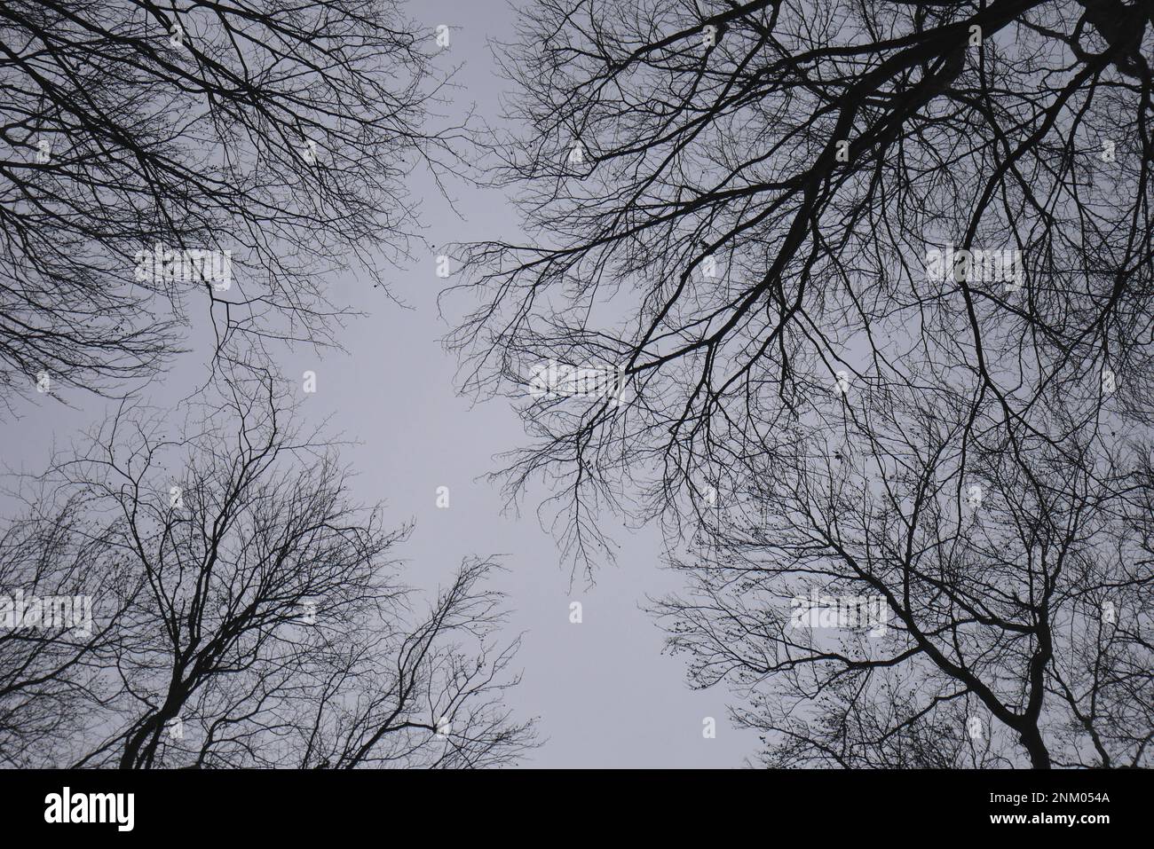 Deciduous trees in winter in a forest silhouetted against the sky ...