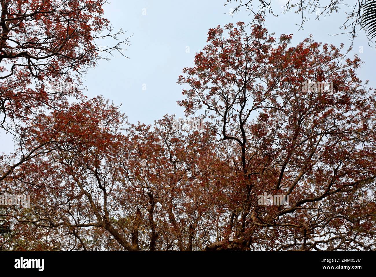 Dhaka, Bangladesh - February 24, 2023: Spring is now the king of ...