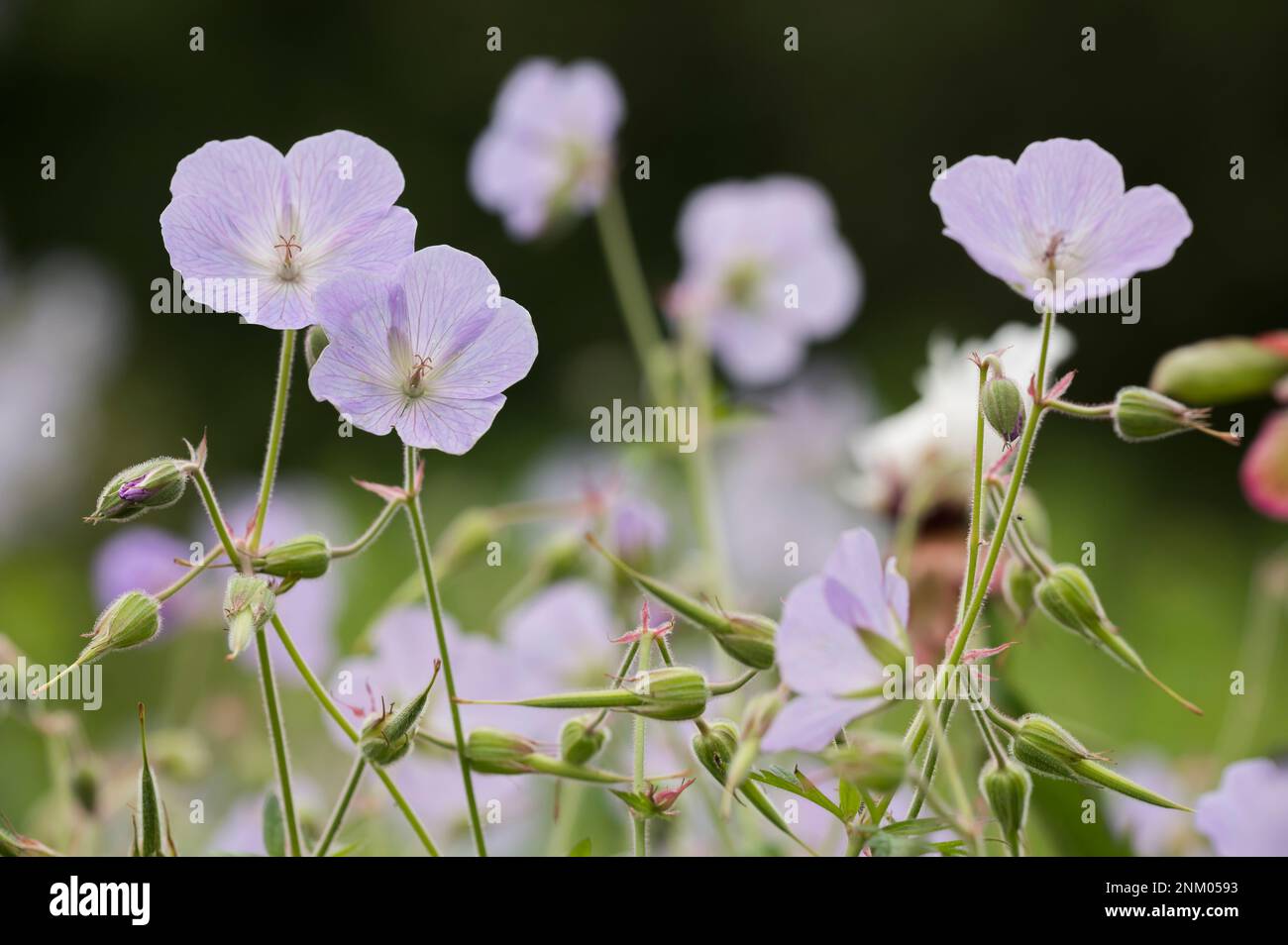 Meadow cranesbill (Geranium pratense) showing variation growing in an ...