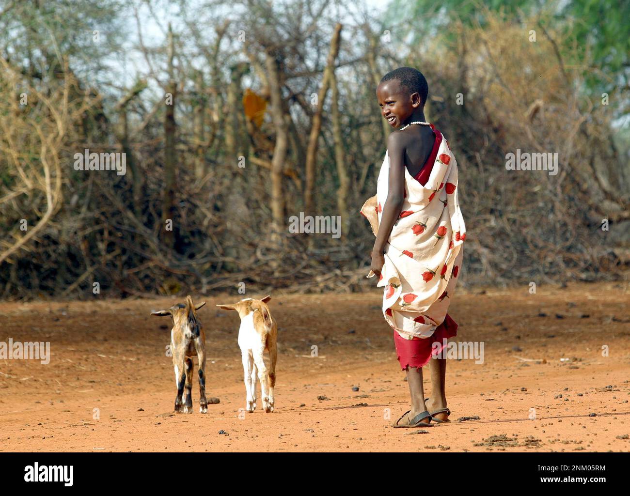 NGANJU NINE YEAR OLD DAUGHTER OF SARUNI MOSES HERDS FAMILY GOATS INTO ...