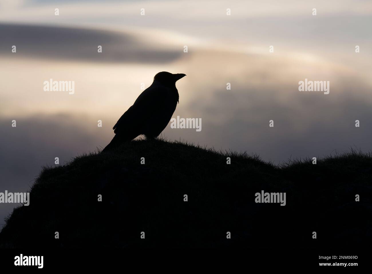Raven scotland hi-res stock photography and images - Alamy