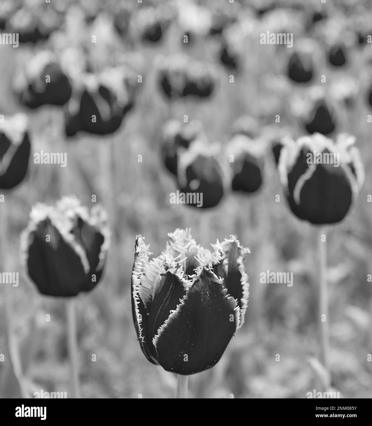 Tulip flowers in red Black and White Stock Photos & Images - Alamy