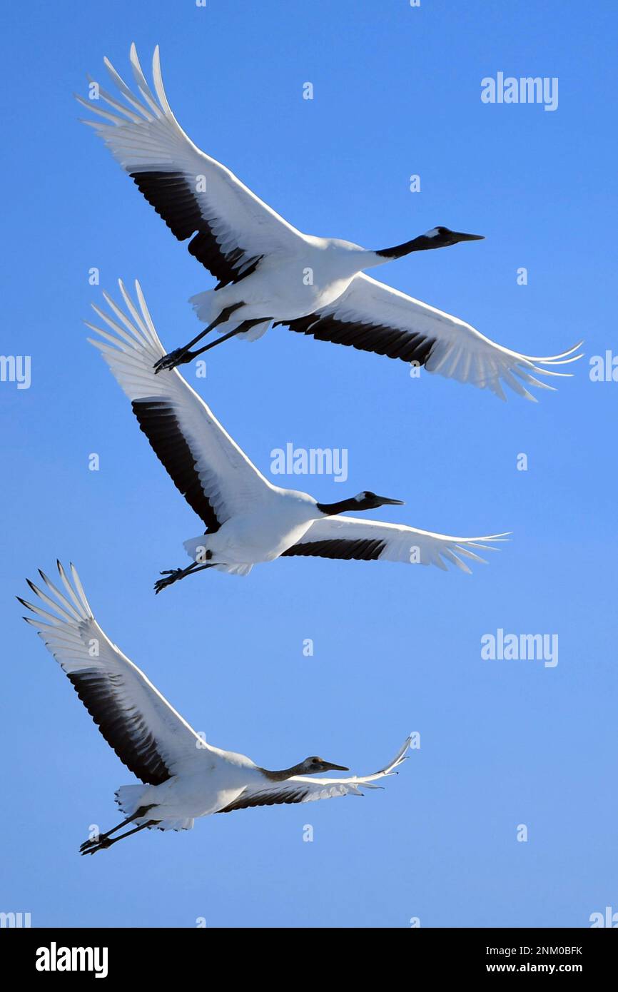 Tancho, red-crowed cranes, are pictured in Tsurui, Hokkaido on Jan.20 ...