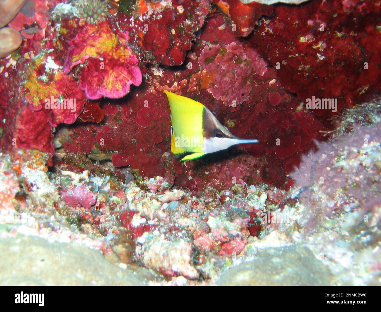 The longnose butterflyfish (Forcipiger longirostris) on Apo reef ...