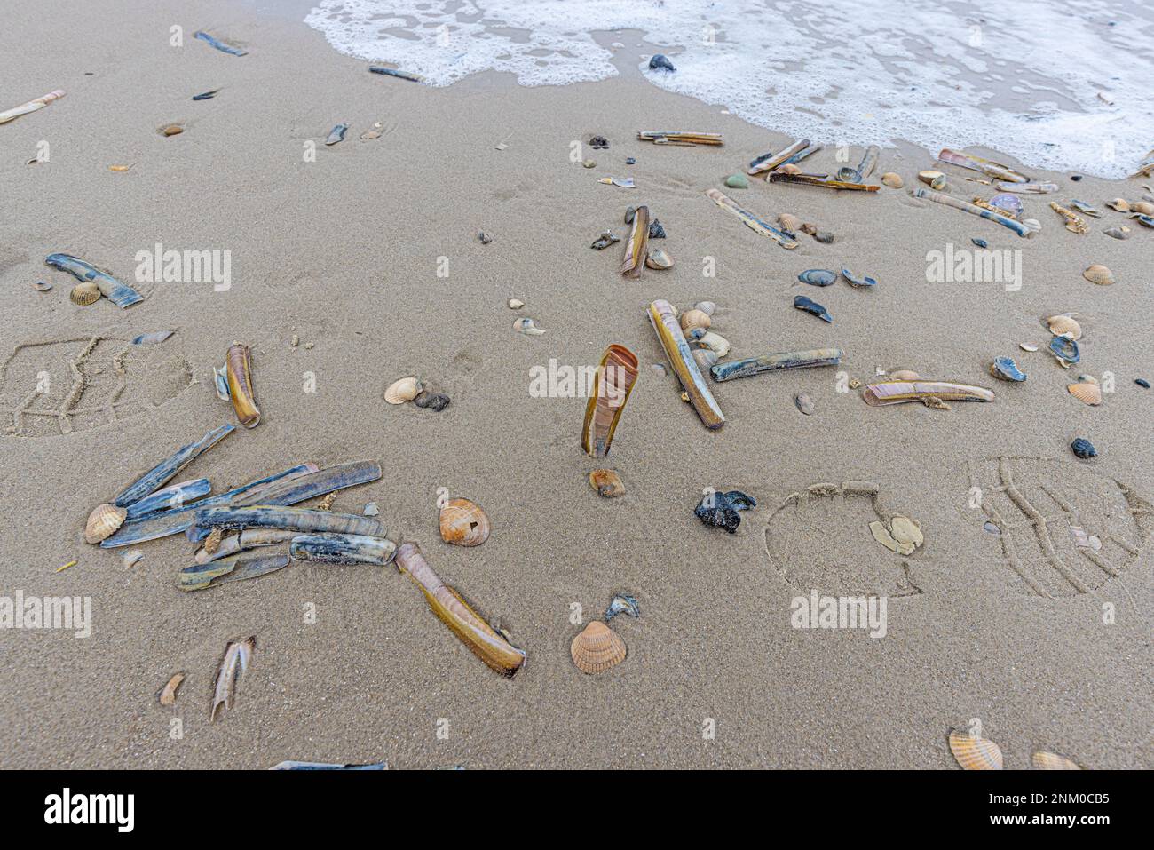 Image of shells and stones on a North Sea beach in Denmark in winter ...