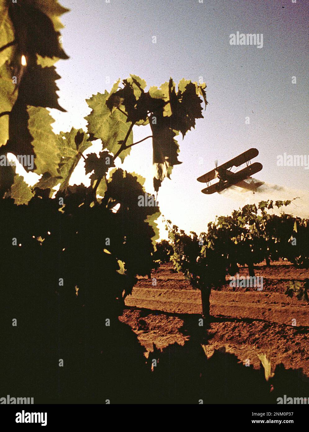 1970s United States: Cropduster, sulfur-dusting of grape vines ca. 1972 ...