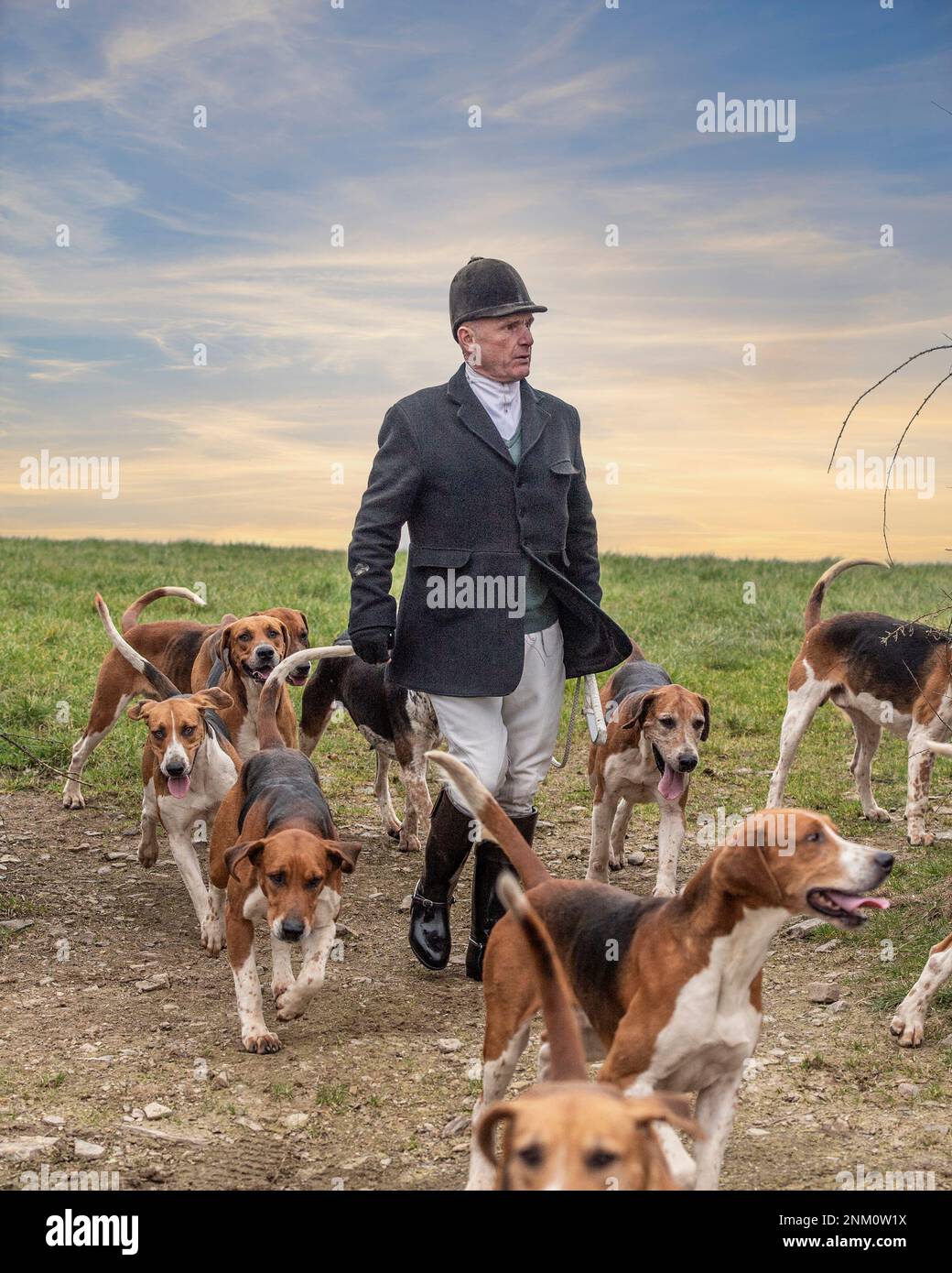 Pack of Old English Foxhounds with huntsman Stock Photo - Alamy