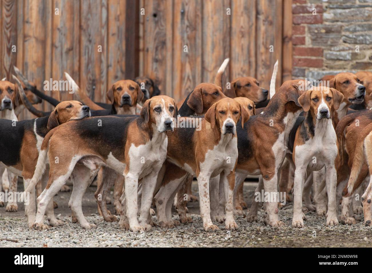 Pack of Old English Foxhounds Stock Photo - Alamy