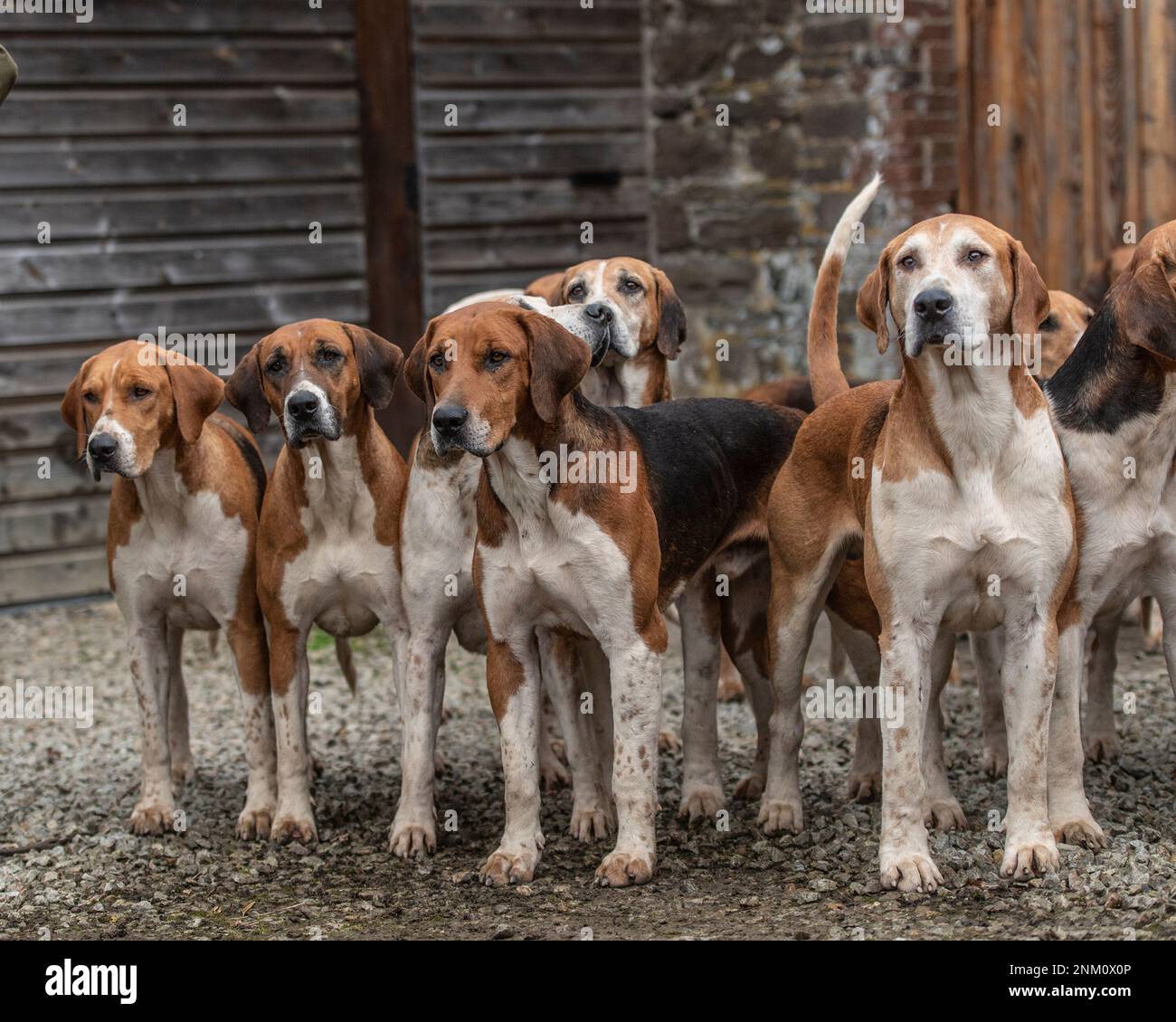 Pack of Old English Foxhounds Stock Photo - Alamy